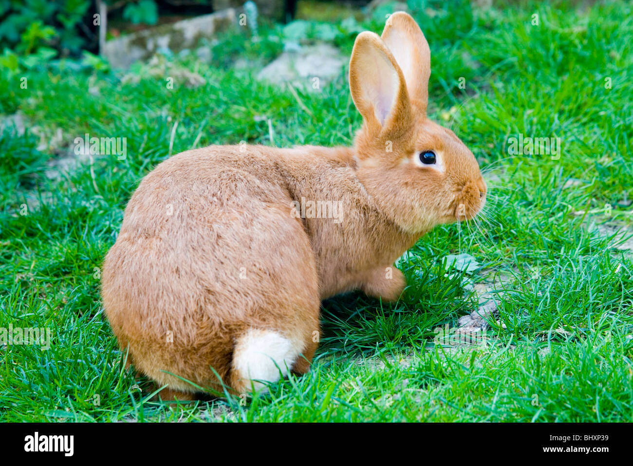 Rabbit on the meadow hi-res stock photography and images - Alamy