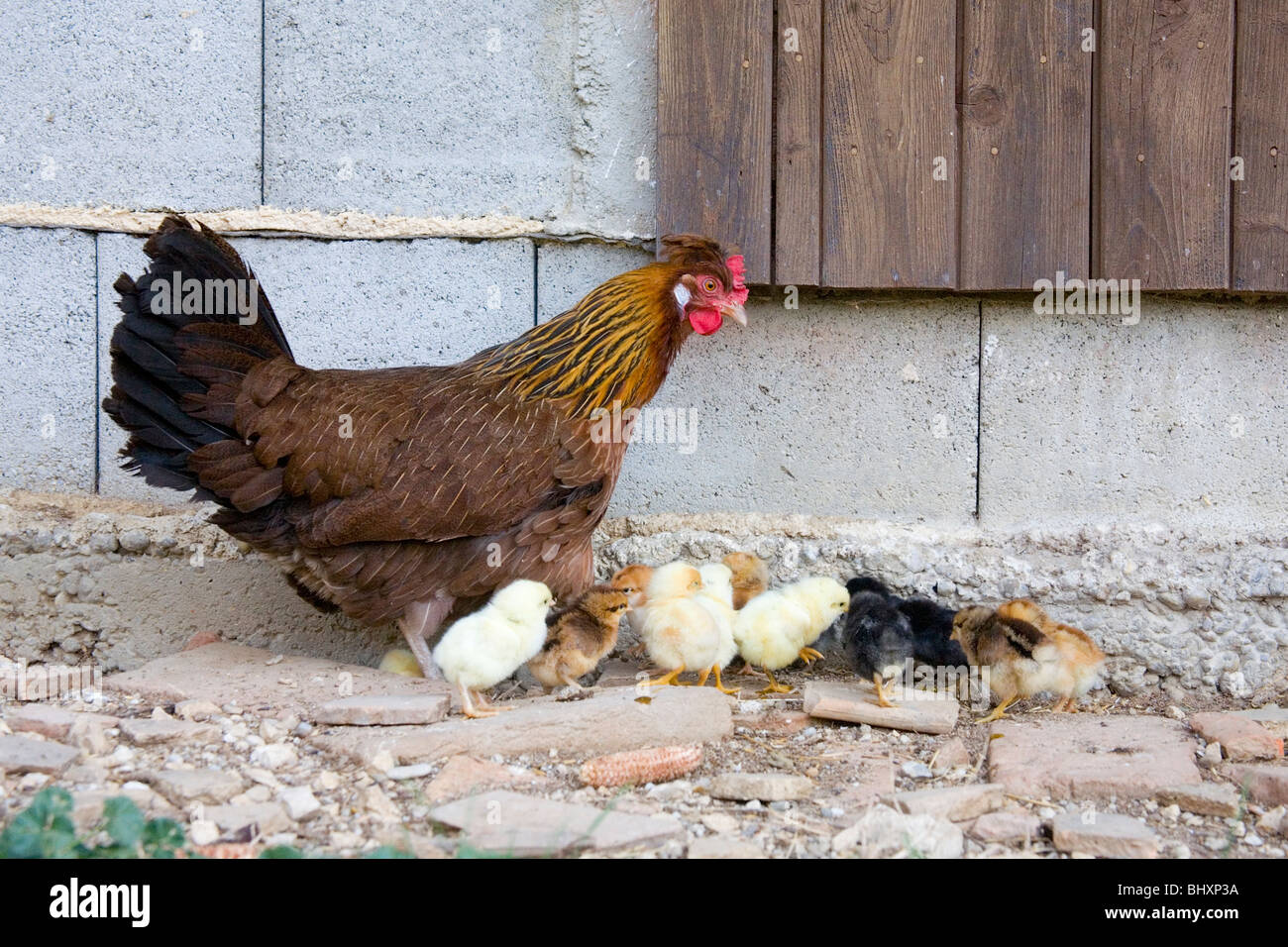 Hen animals hi-res stock photography and images - Alamy