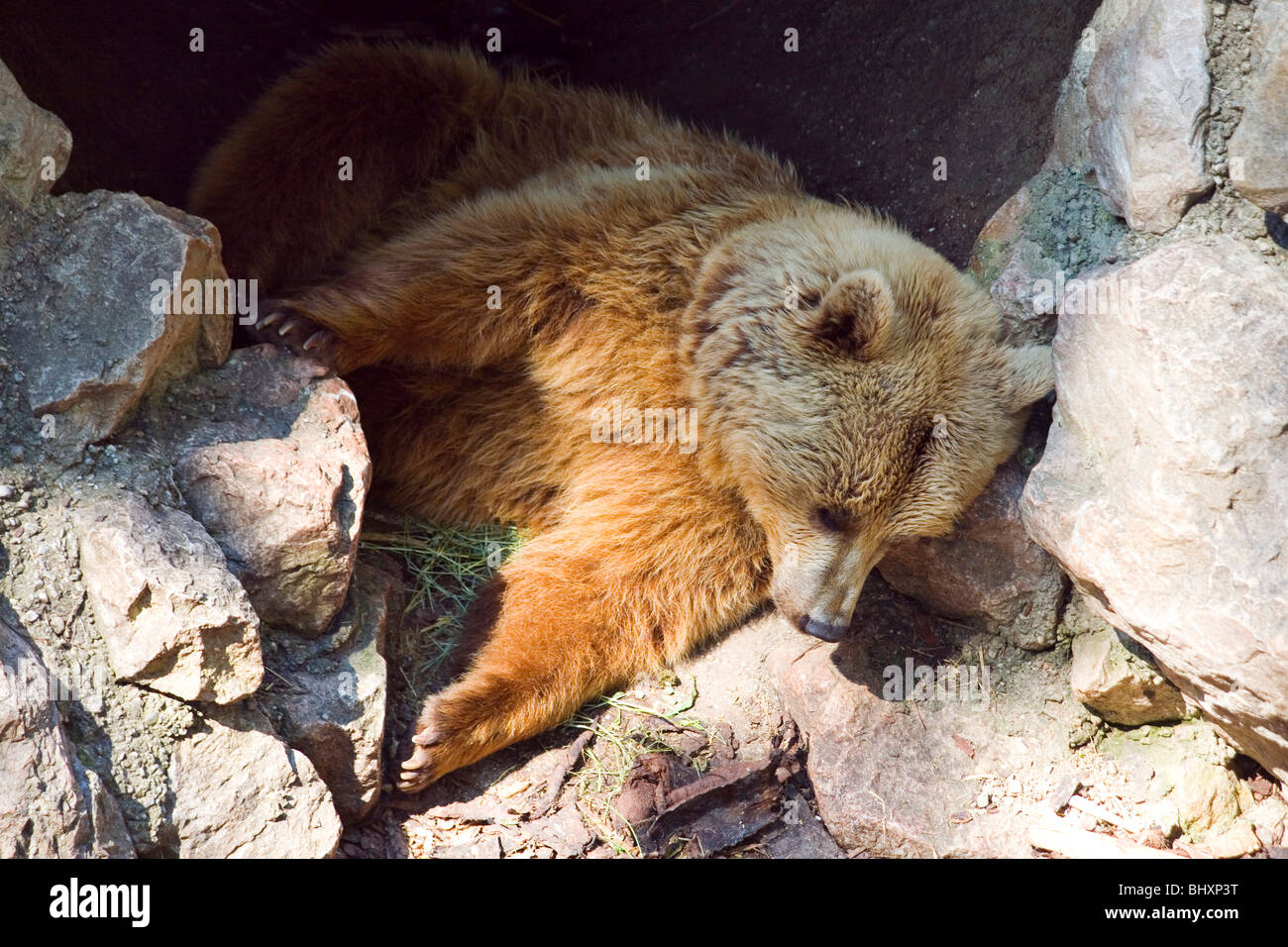 Animals bears hi-res stock photography and images - Alamy