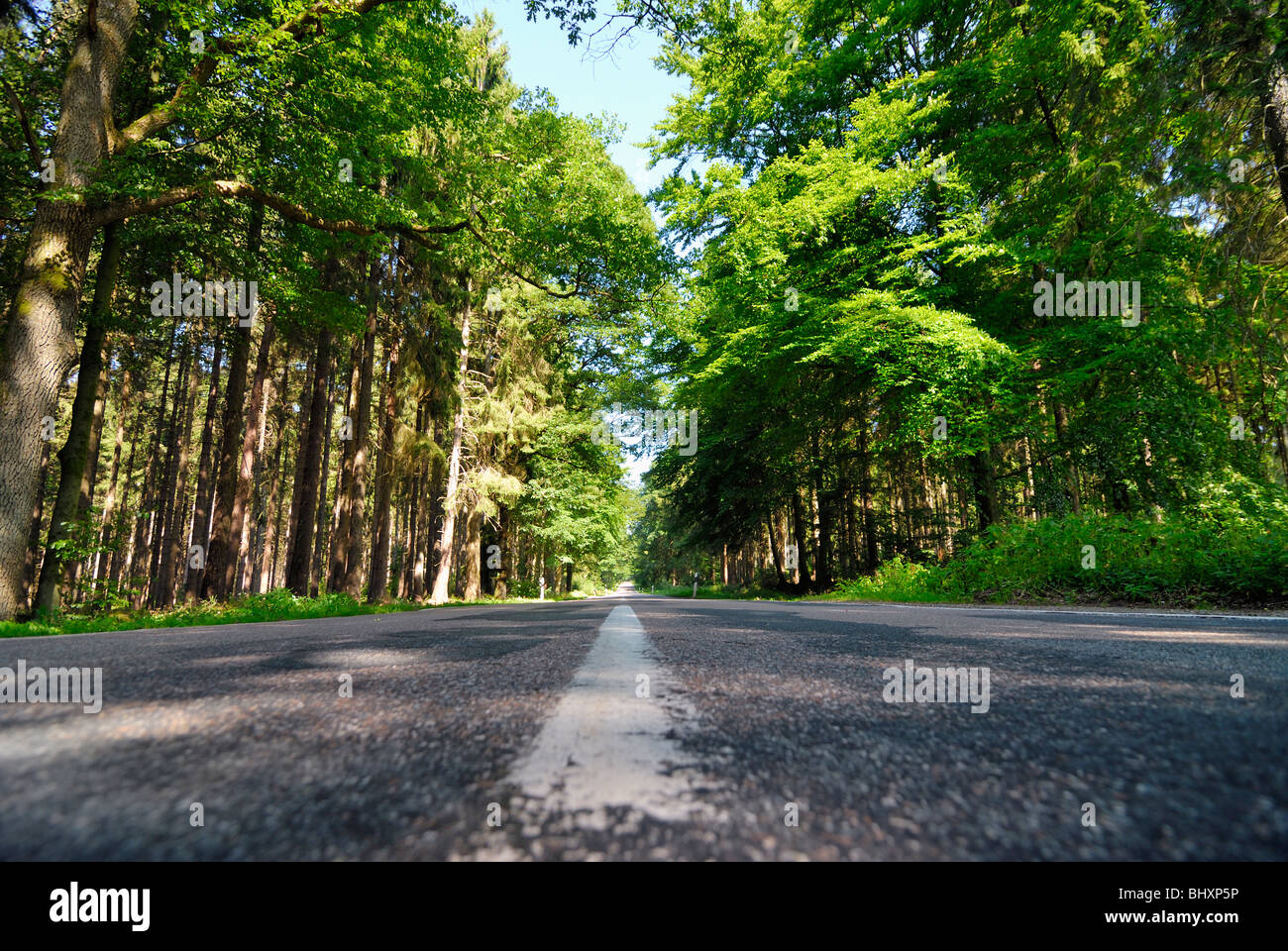 Saxony forest aumuhle hi-res stock photography and images - Alamy