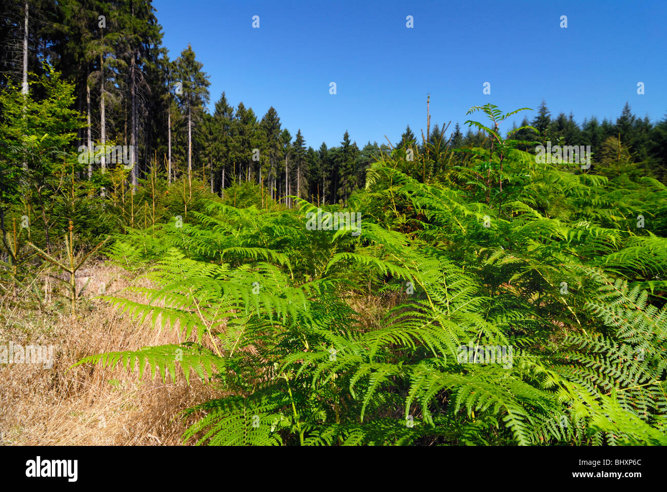 Saxony forest aumuhle hi-res stock photography and images - Alamy