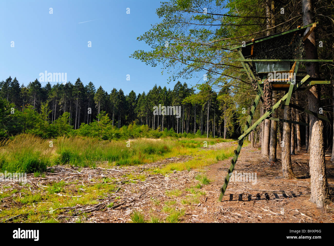 Europe fir hi-res stock photography and images - Alamy