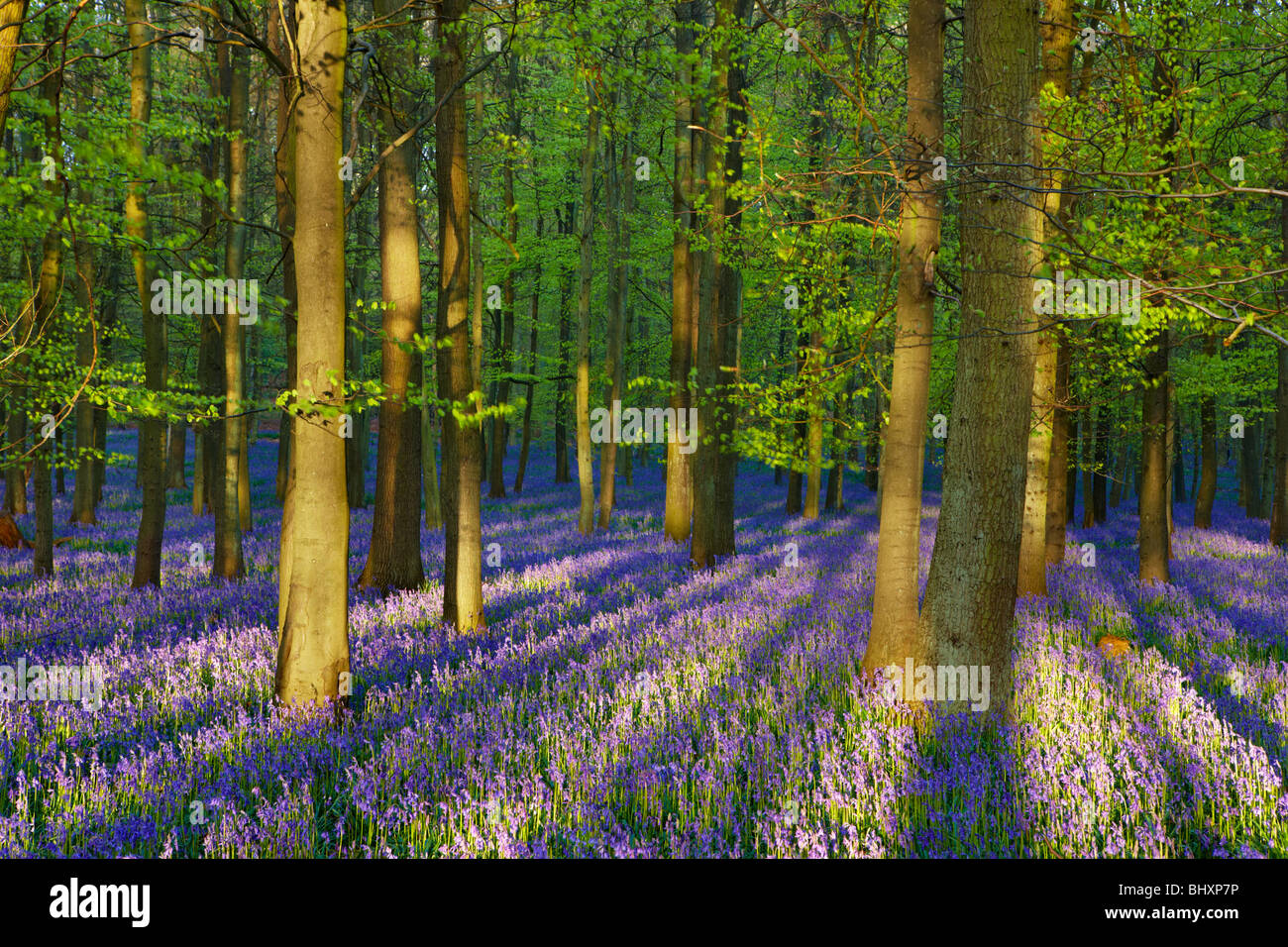 English bluebells through trees hi-res stock photography and images - Alamy