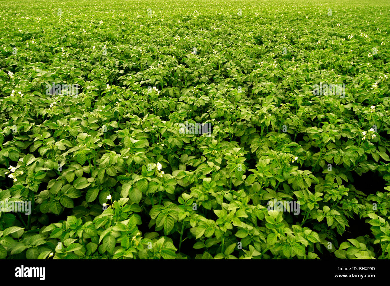 Potato field texture hi-res stock photography and images - Alamy