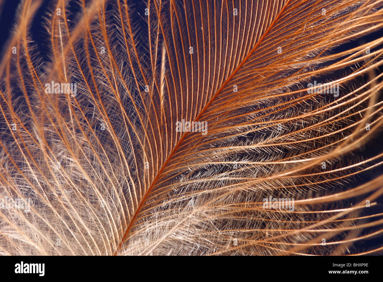 Feathery chickens hi-res stock photography and images - Alamy