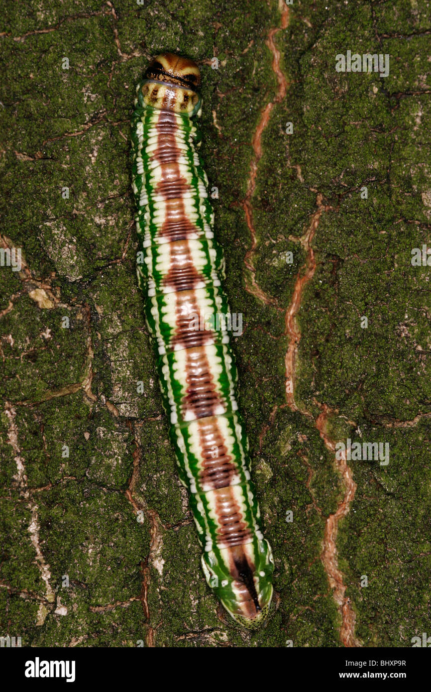 Pine Hawk-moth (Hyloicus pinastri Stock Photo - Alamy