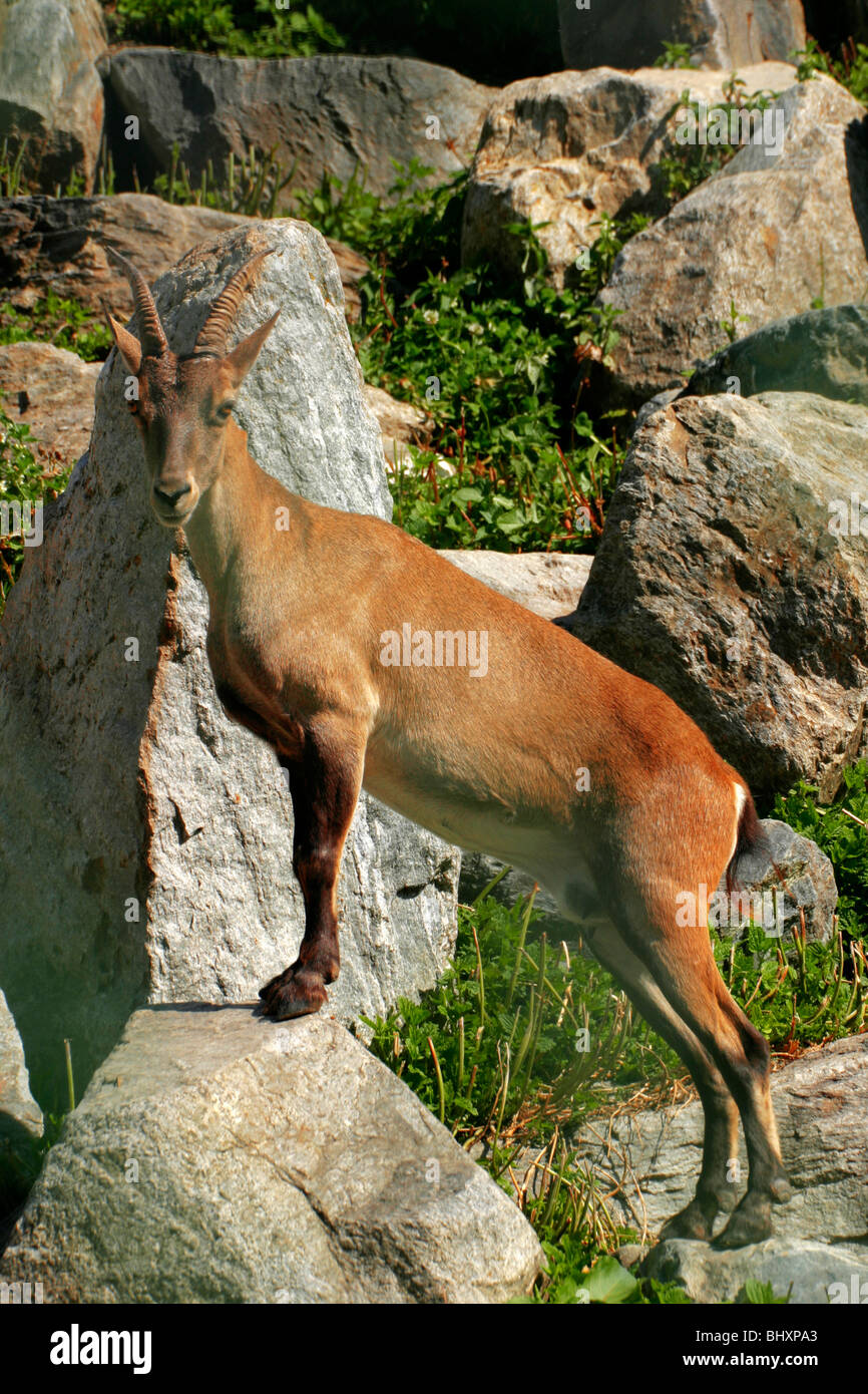 ibex in the mountains Stock Photo - Alamy