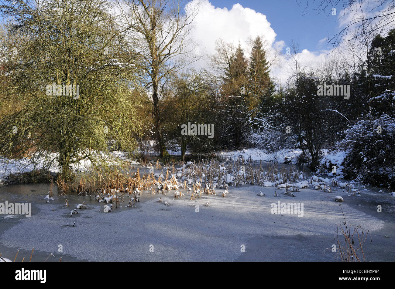 Frozen wetland pool in winter hi-res stock photography and images - Alamy