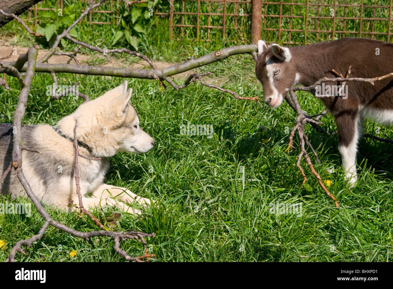 Goat and dog hi-res stock photography and images - Alamy