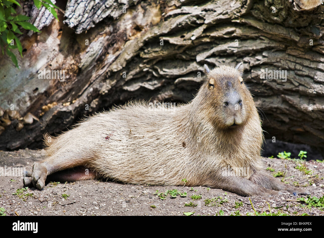 capibara (Hydrochoerus hydrochaeris Stock Photo - Alamy