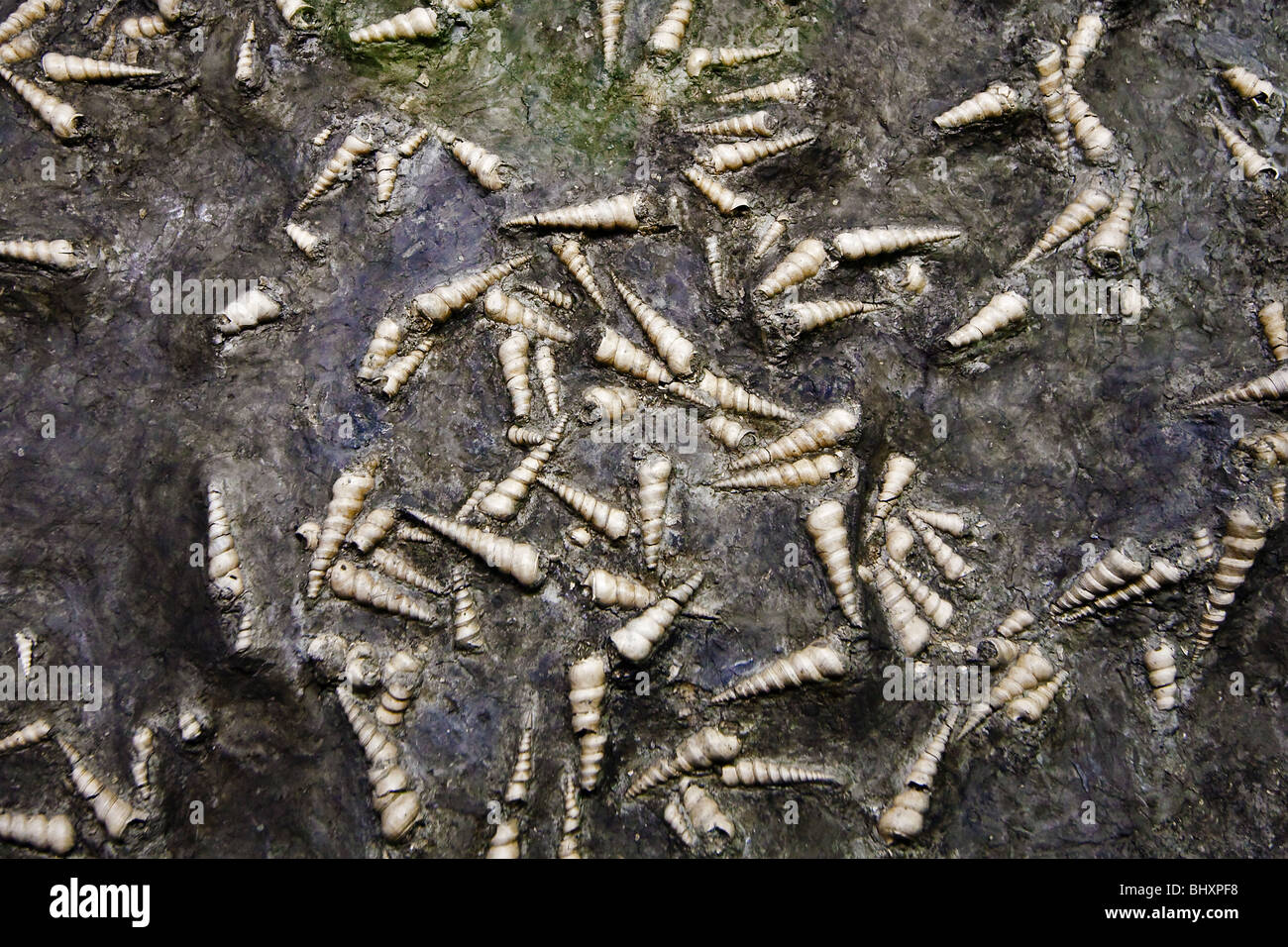 Auger shells hi-res stock photography and images - Alamy