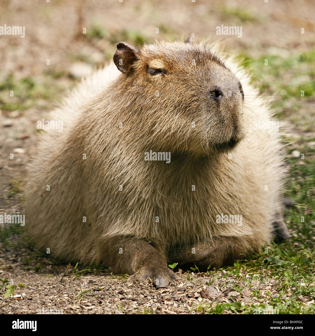 Capibara capybara hydrochoerus hydrochaeris hi-res stock photography ...