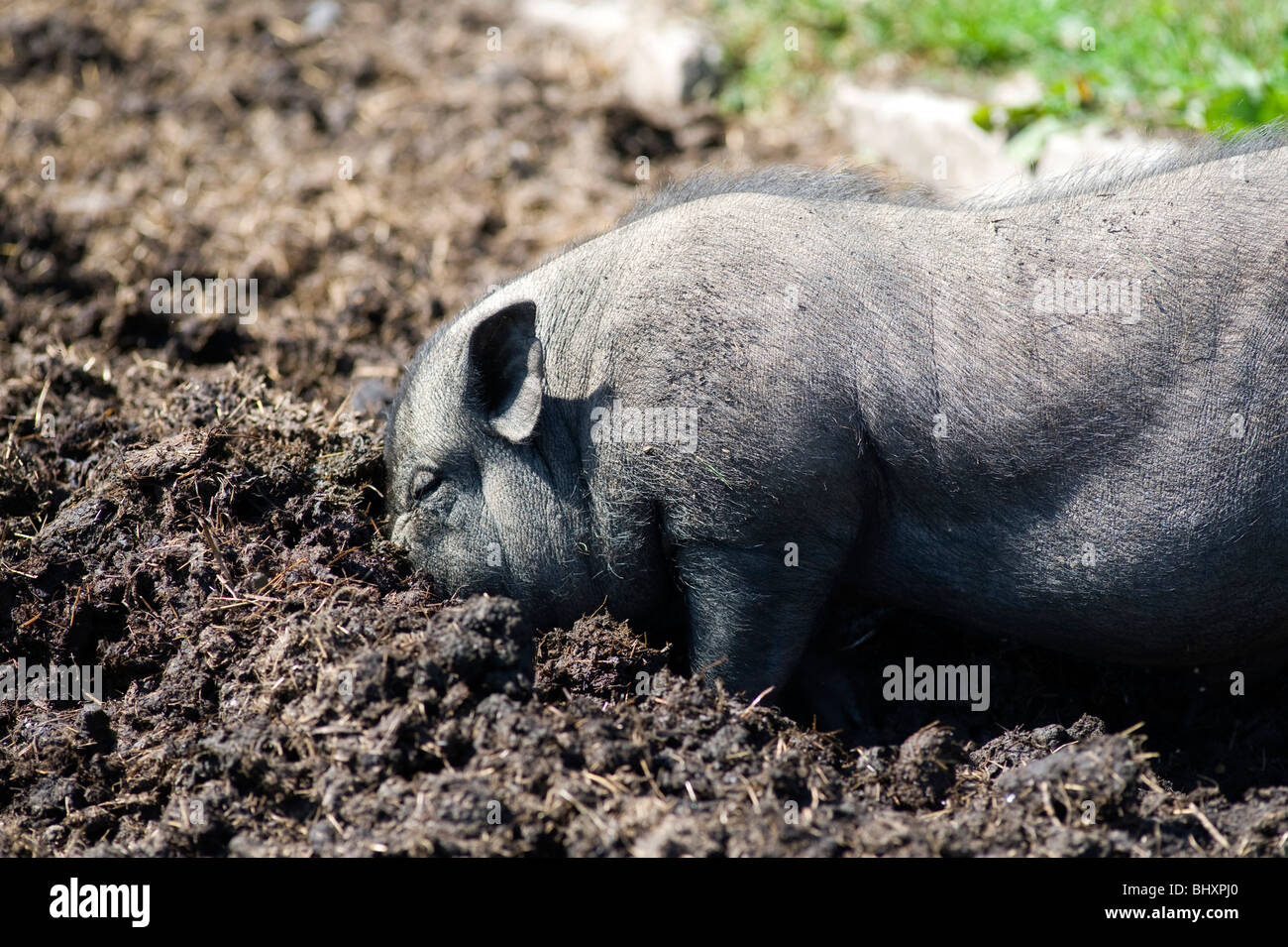 Pig in mud Stock Photo - Alamy