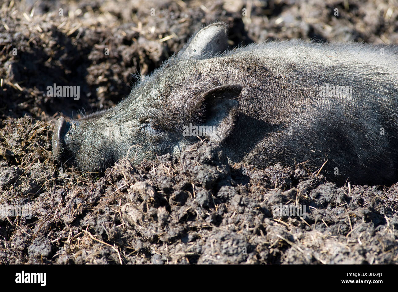 Pig in mud Stock Photo - Alamy
