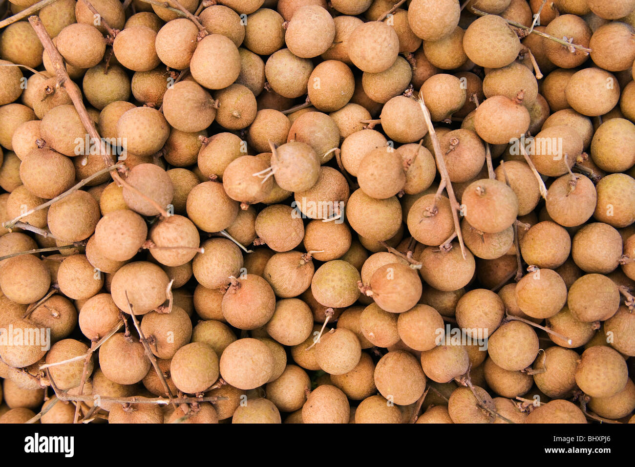 Longan ((Dimocarpus longan Stock Photo - Alamy