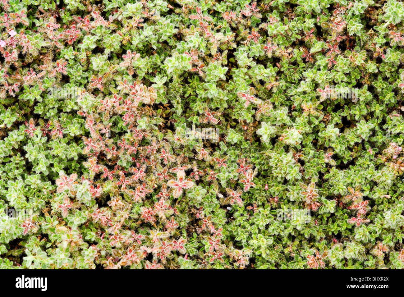 Thymus pseudolanuginosus hi-res stock photography and images - Alamy