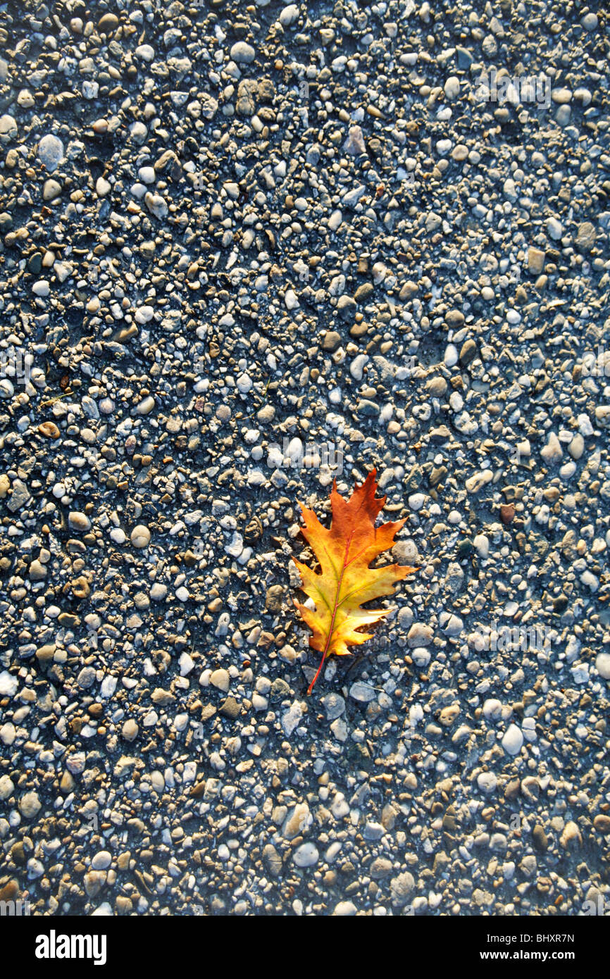 Autumn_leave hi-res stock photography and images - Alamy