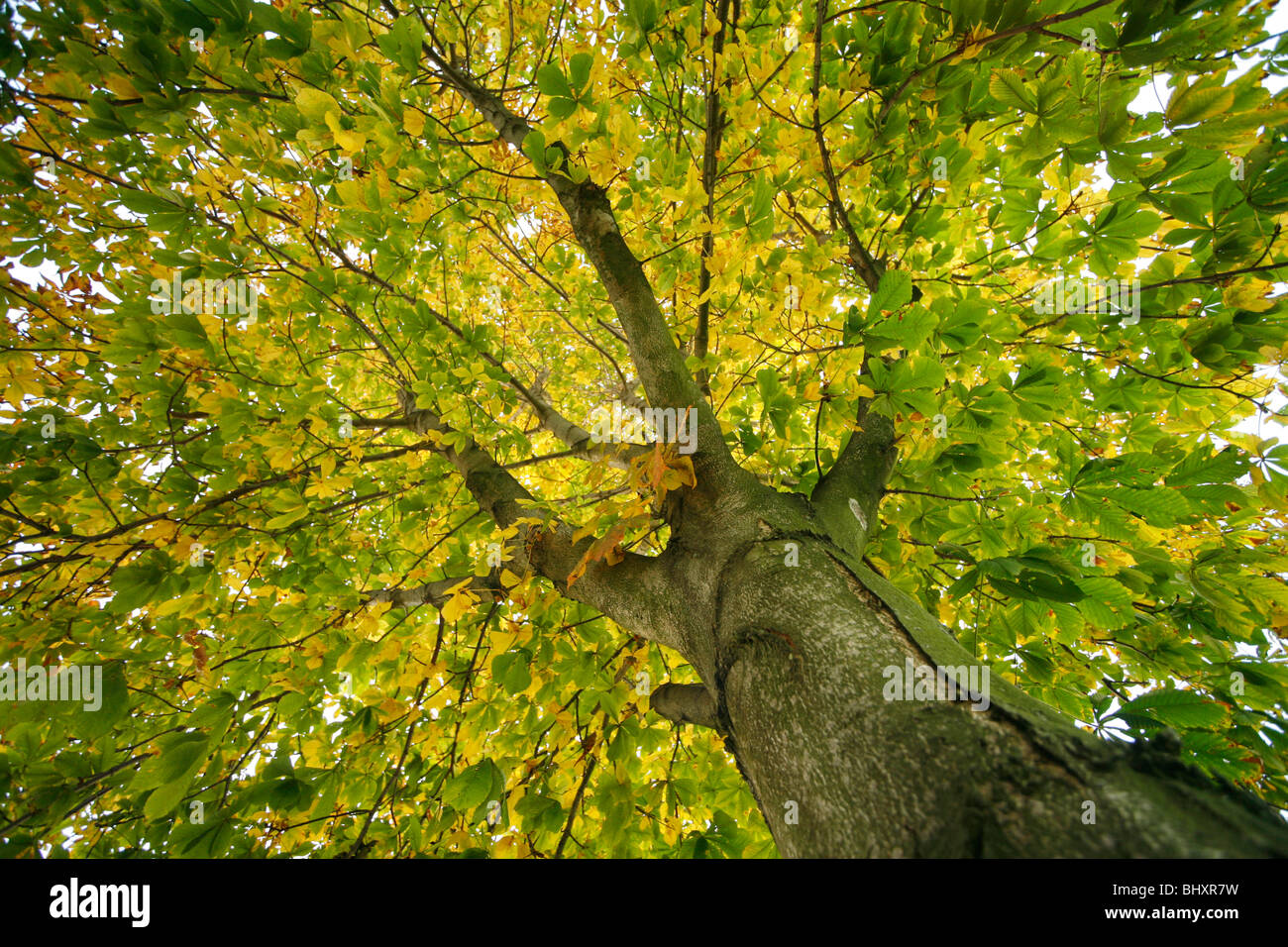 Autumn coloured chestnut trees hi-res stock photography and images - Alamy