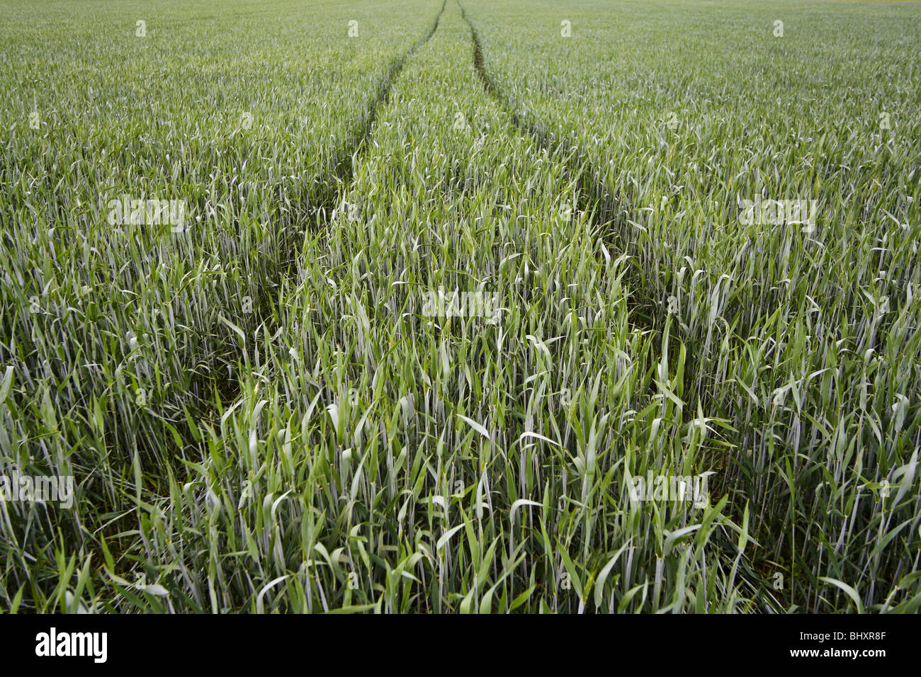 Monocultural field hi-res stock photography and images - Alamy