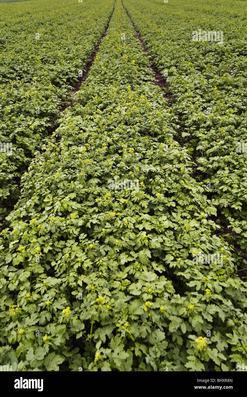 Blooming mustard field hi-res stock photography and images - Alamy
