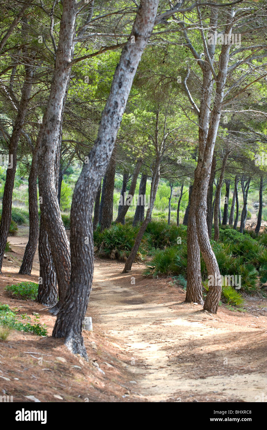 Pine forest near Cap de Pere Majorca in Spain Stock Photo - Alamy