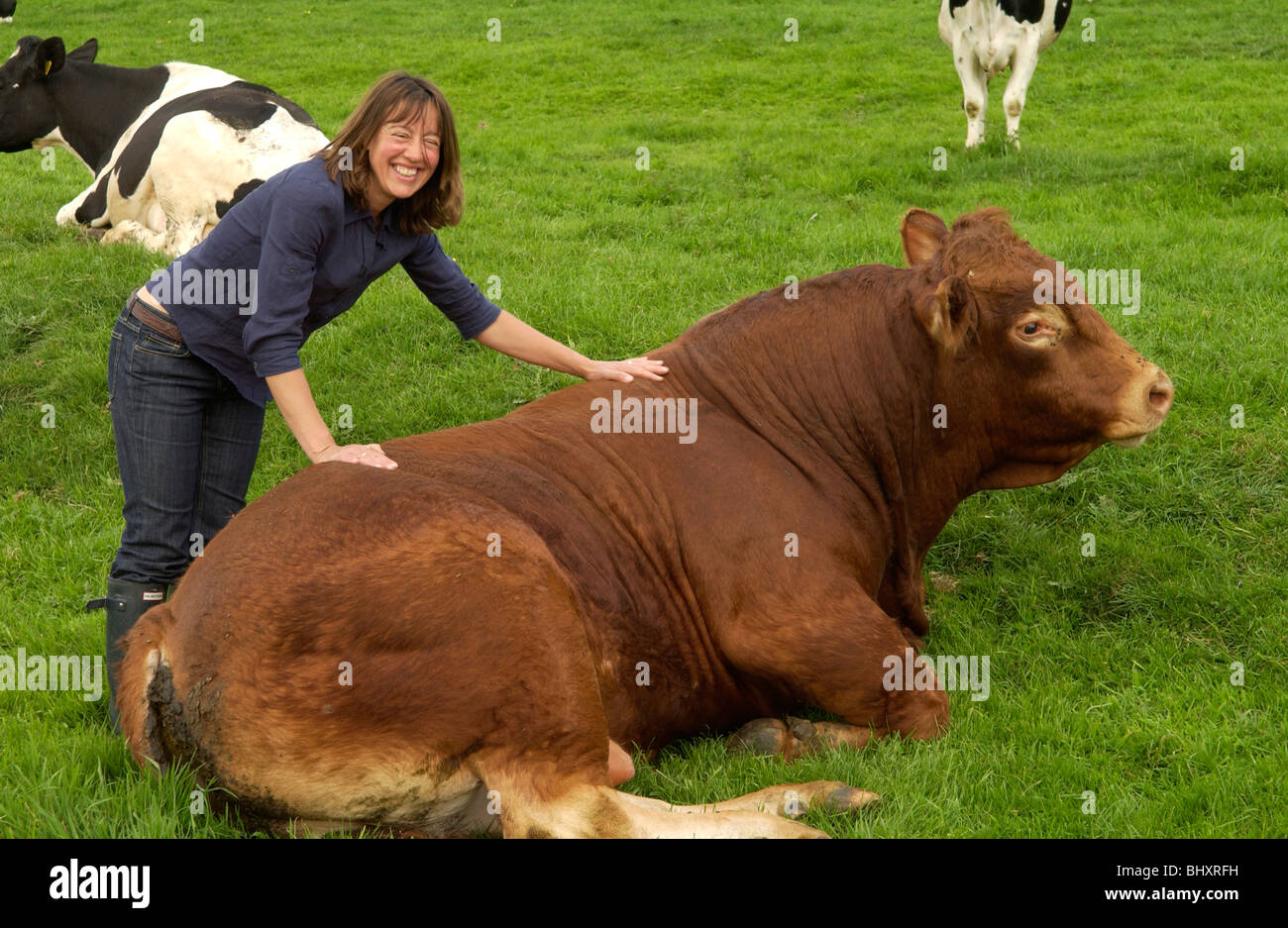 Lady Cow Stock Photos & Lady Cow Stock Images - Alamy