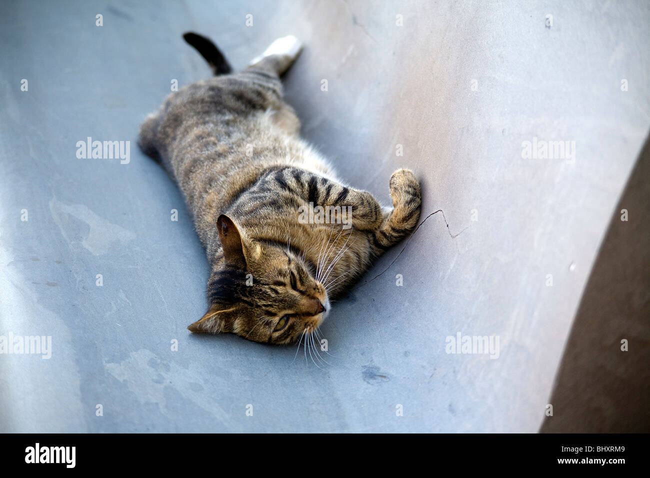 Cat in a rowboat Stock Photo - Alamy
