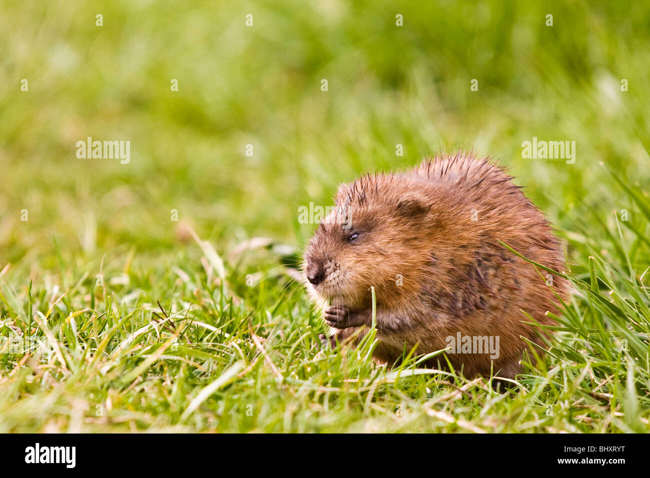 muskrat (Ondatra zibethicus Stock Photo - Alamy