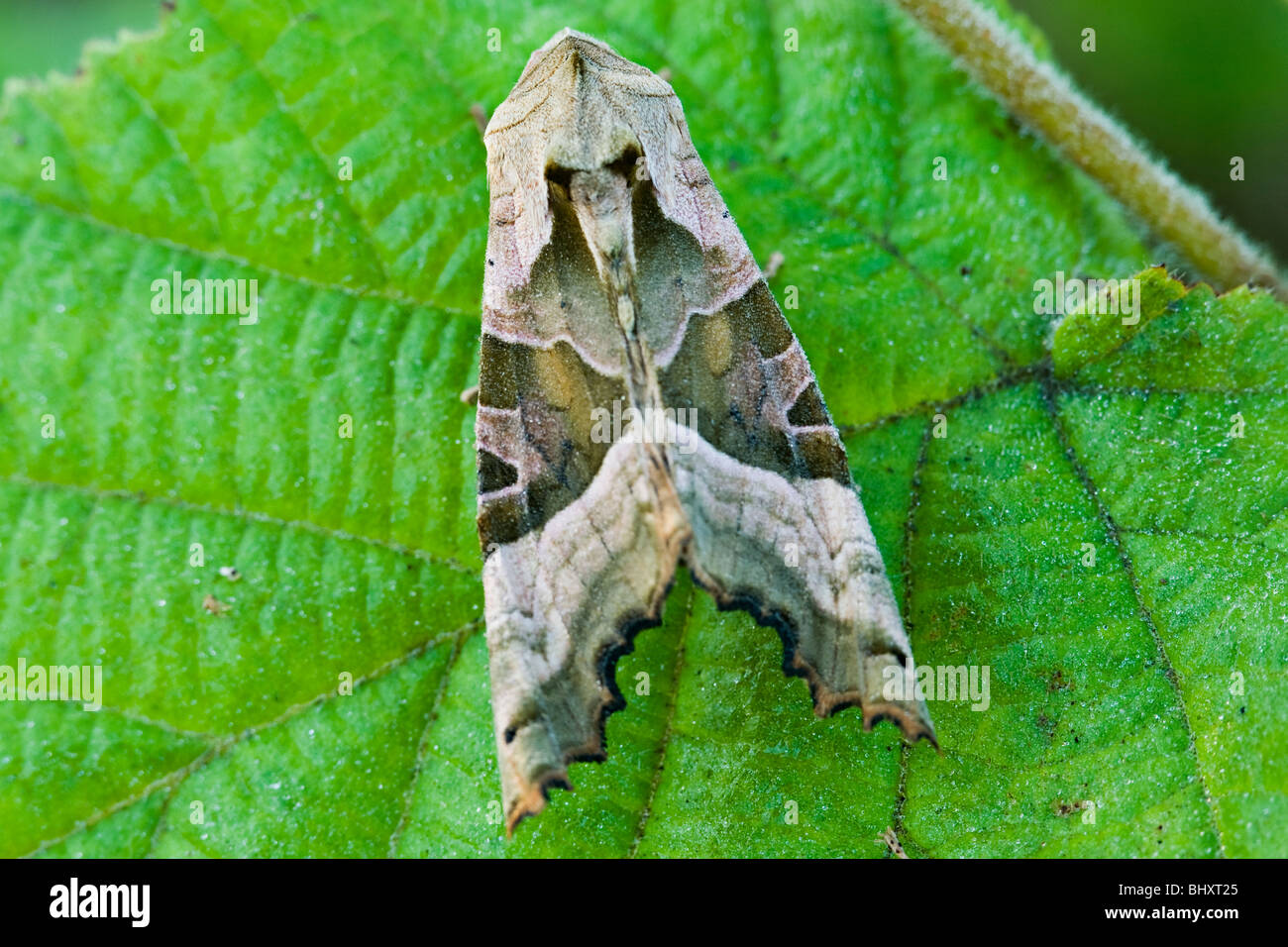 Angle Shades (Phlogophora meticulosa Stock Photo - Alamy