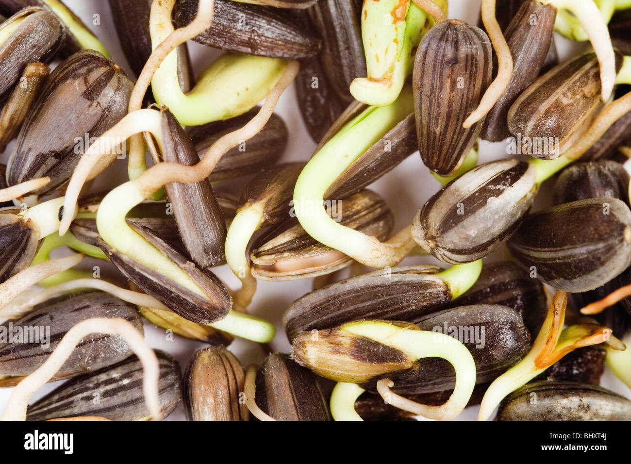 Sunflowers seedlings hi-res stock photography and images - Alamy