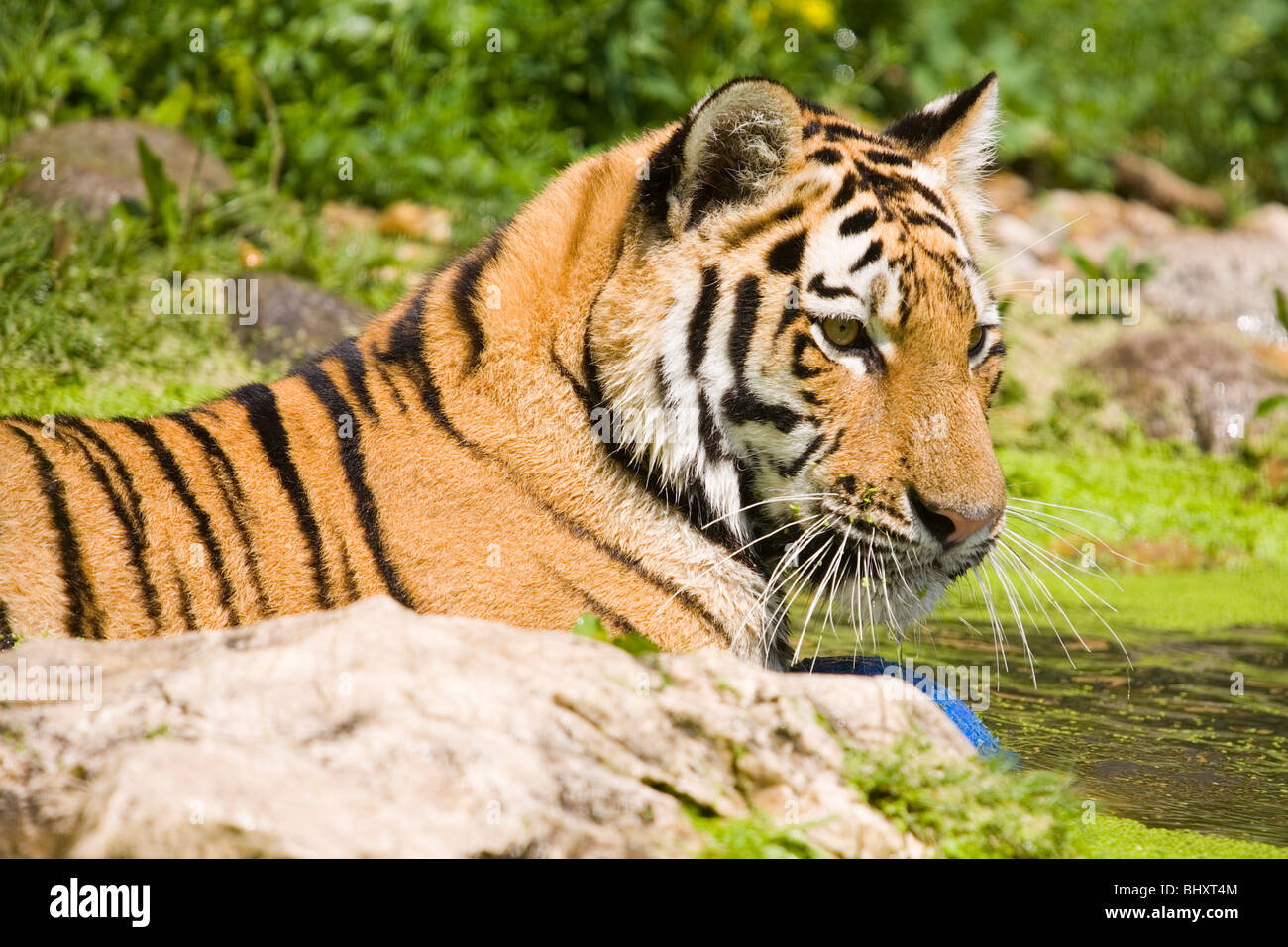 Tiger portraits hi-res stock photography and images - Alamy