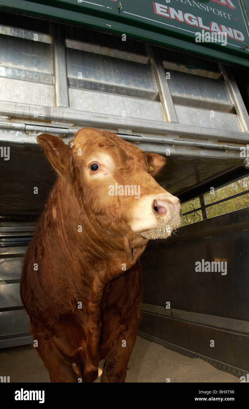 Bull transport hi-res stock photography and images - Alamy
