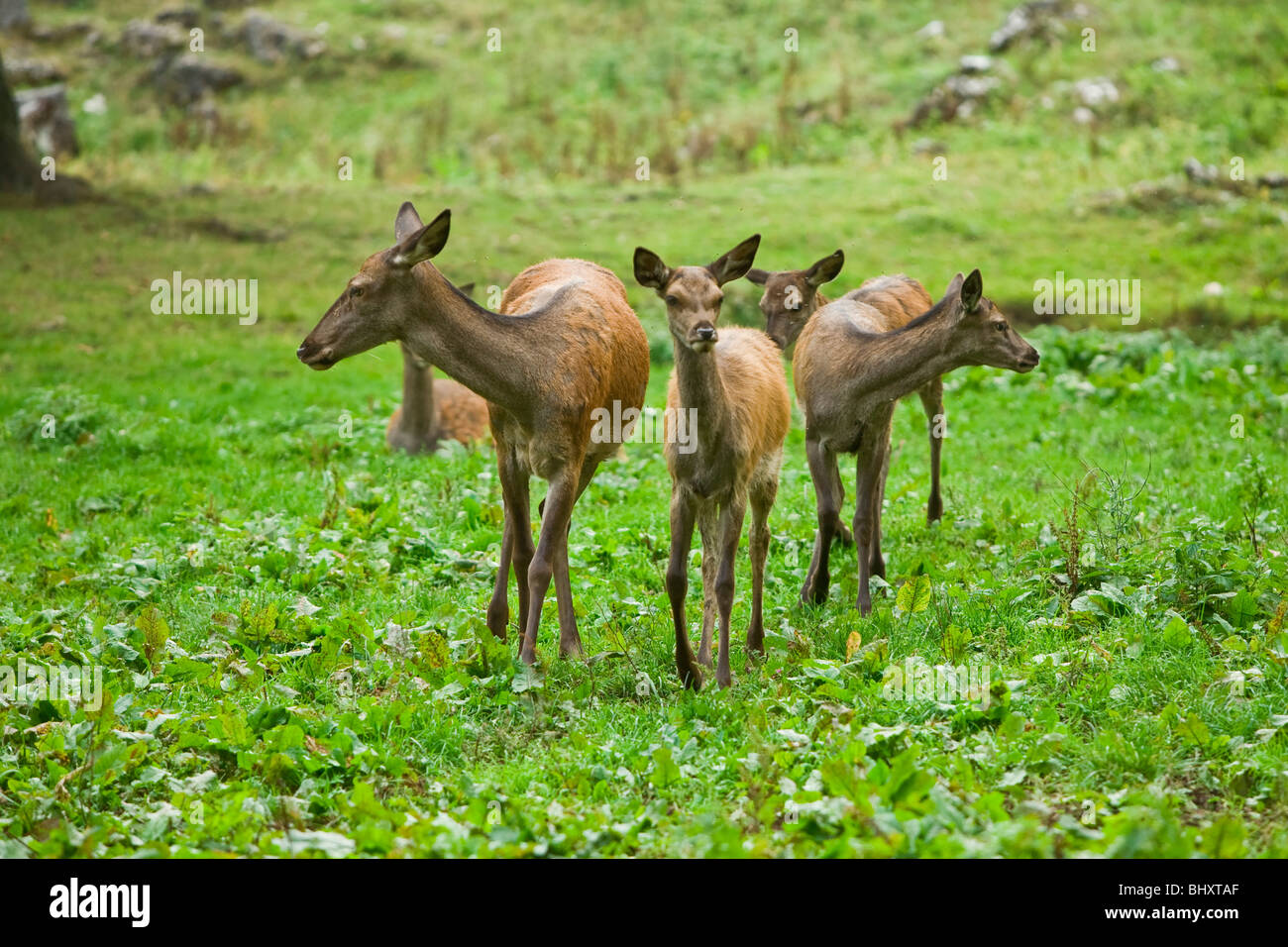 Doe animal hi-res stock photography and images - Alamy