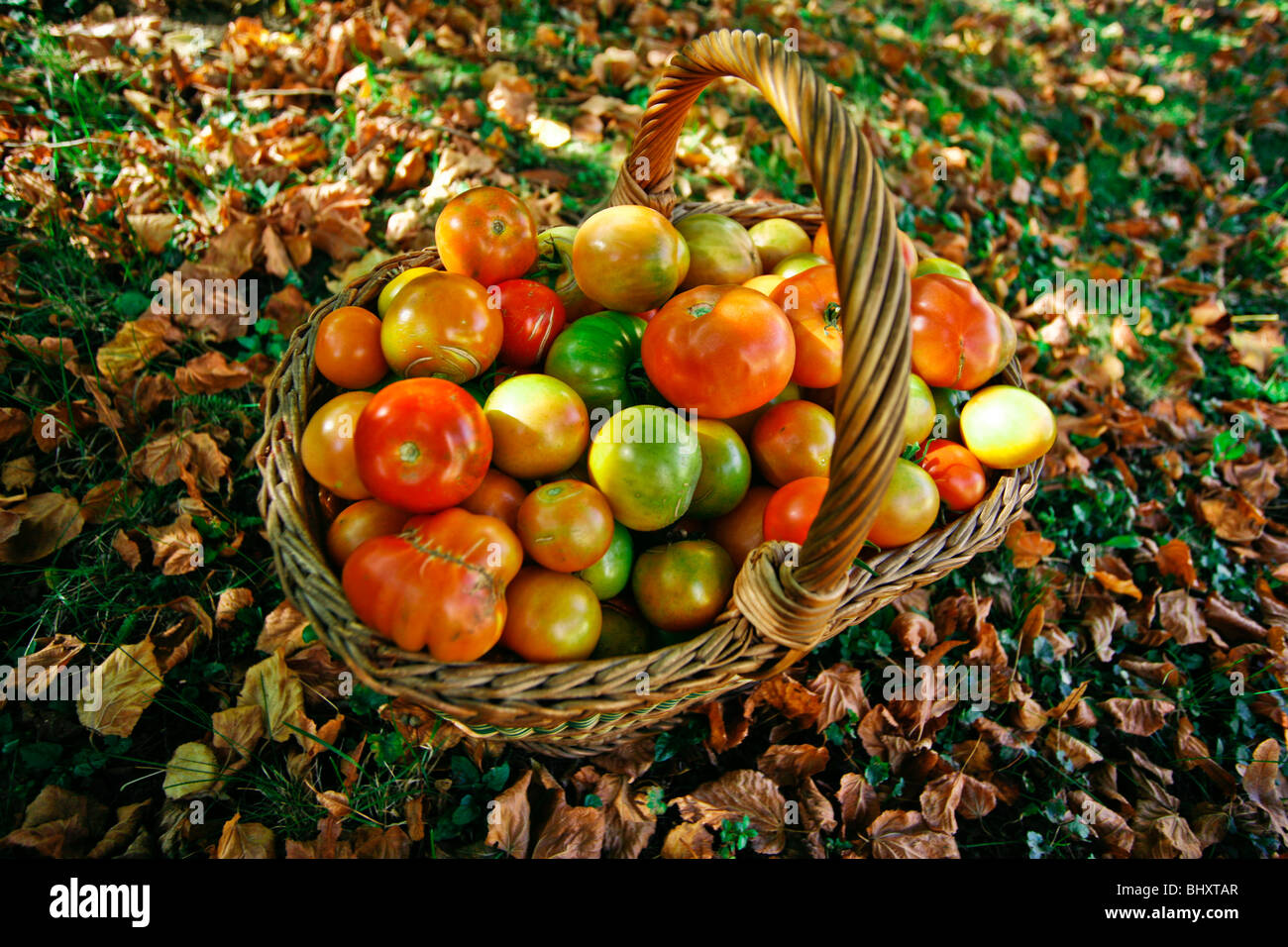 tomatoes in a basket Stock Photo - Alamy