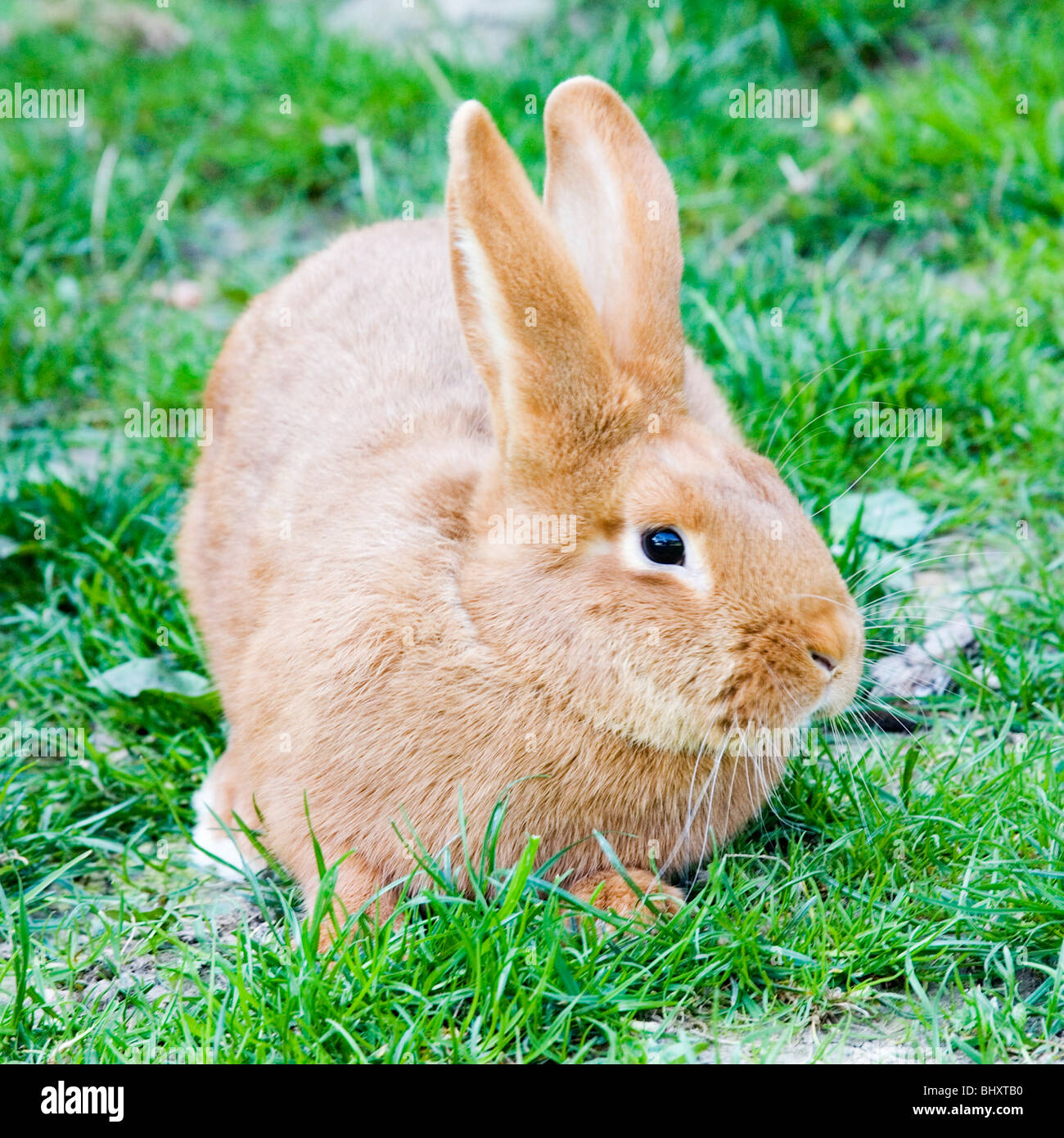 rabbit on a meadow Stock Photo - Alamy