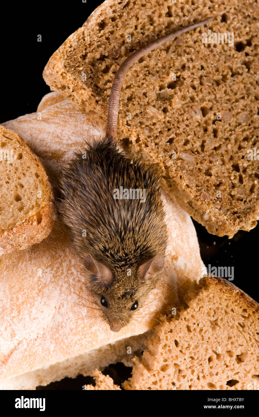Housemouse hi-res stock photography and images - Alamy