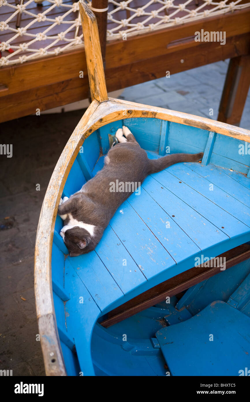 Cat in a rowboat Stock Photo - Alamy
