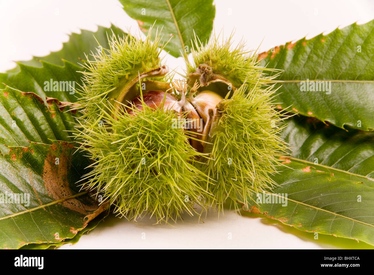 Chestnut castanea hi-res stock photography and images - Alamy