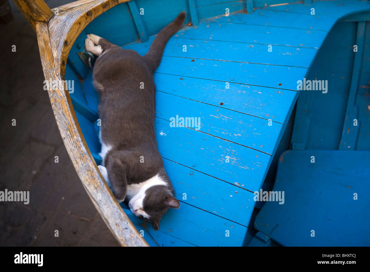Cat in a rowboat Stock Photo - Alamy