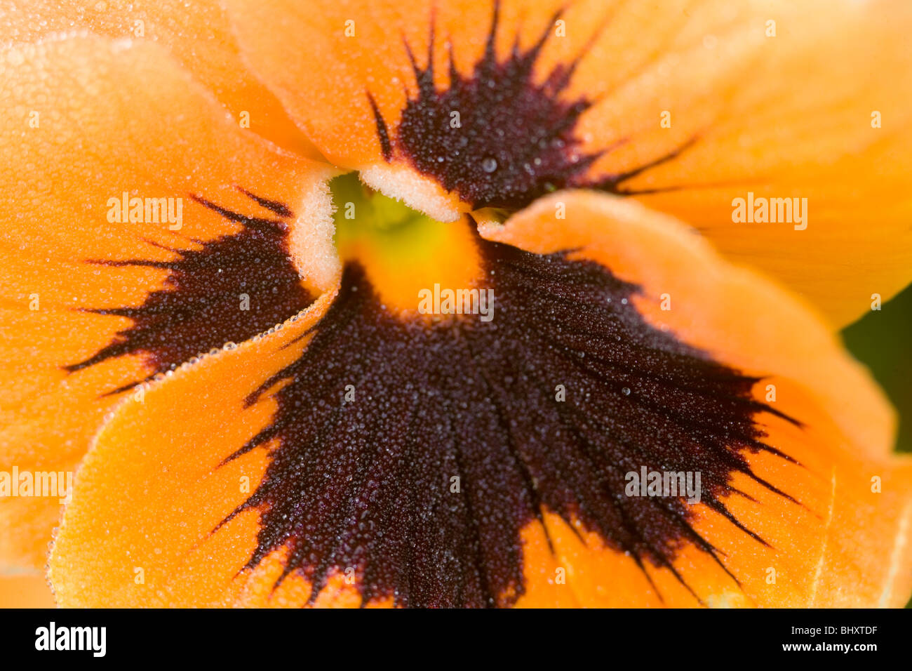 Orange viola flower hi-res stock photography and images - Alamy