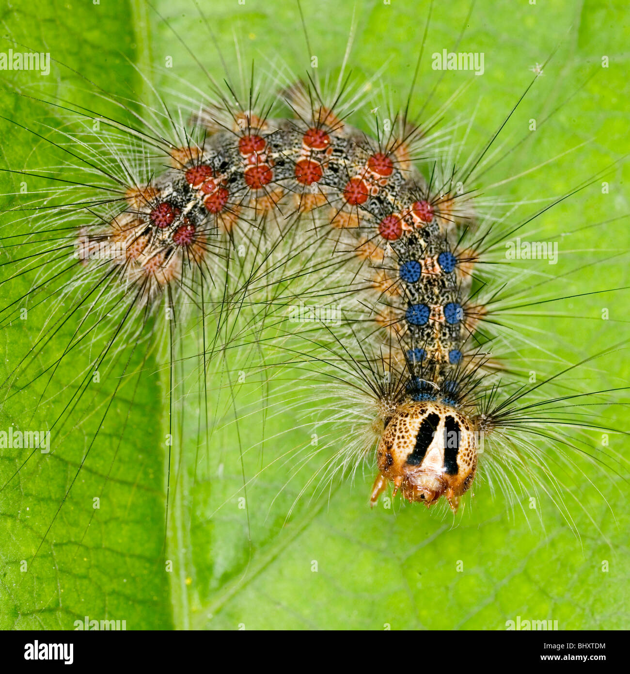 Meadows caterpillars hi-res stock photography and images - Alamy