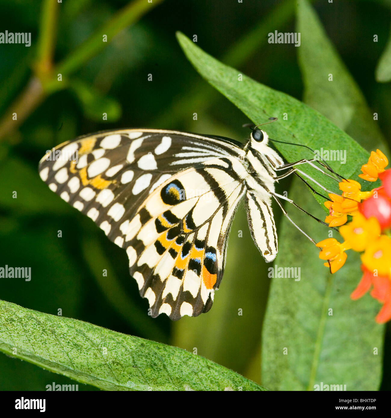 Papilio animal hi-res stock photography and images - Alamy