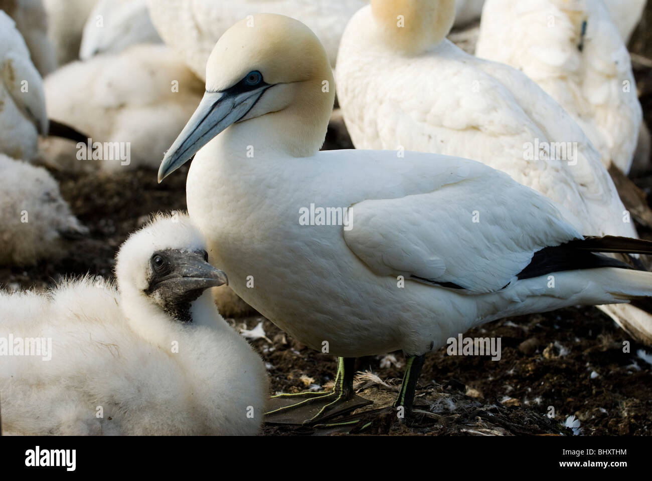 Gannet chick bill hi-res stock photography and images - Alamy