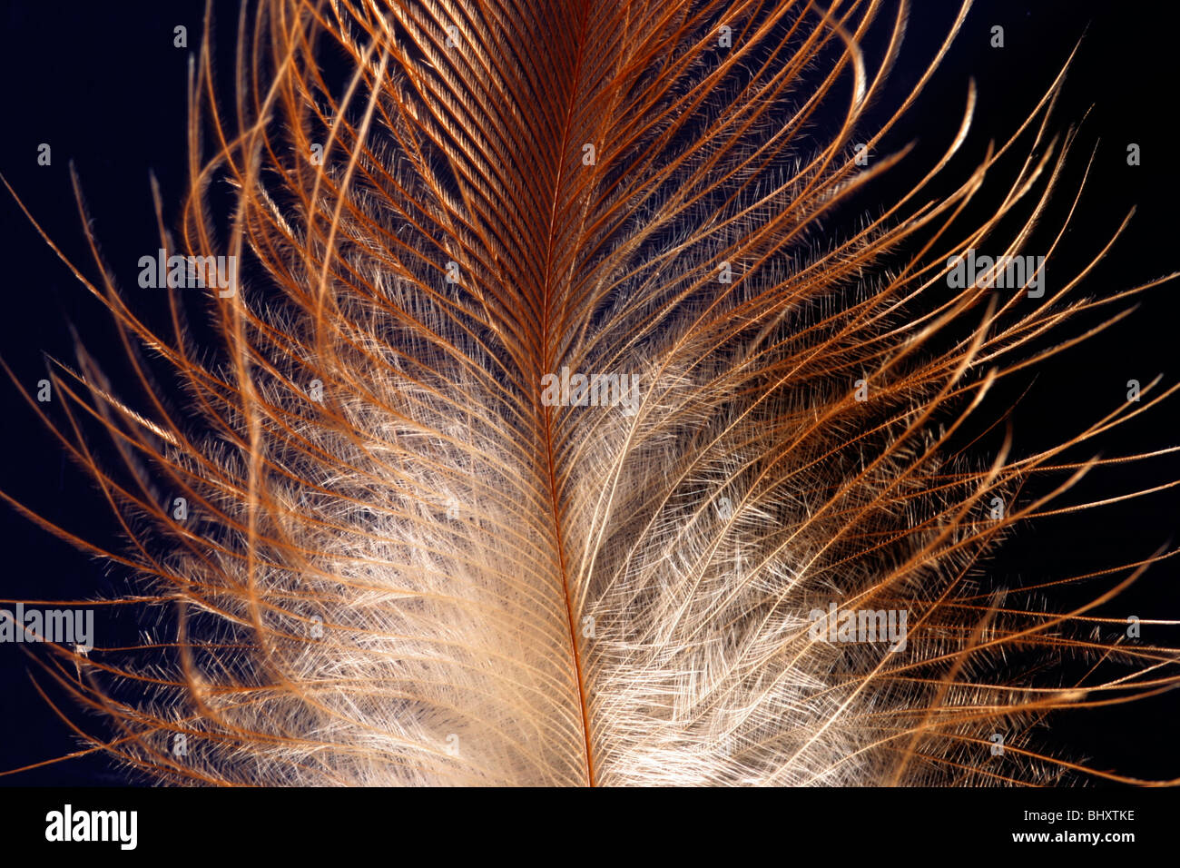 Feather/spring of a chicken Stock Photo - Alamy