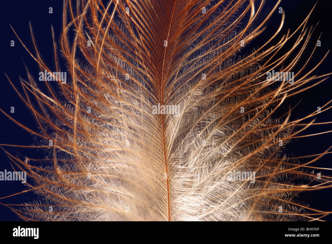 Feathery chickens hi-res stock photography and images - Alamy