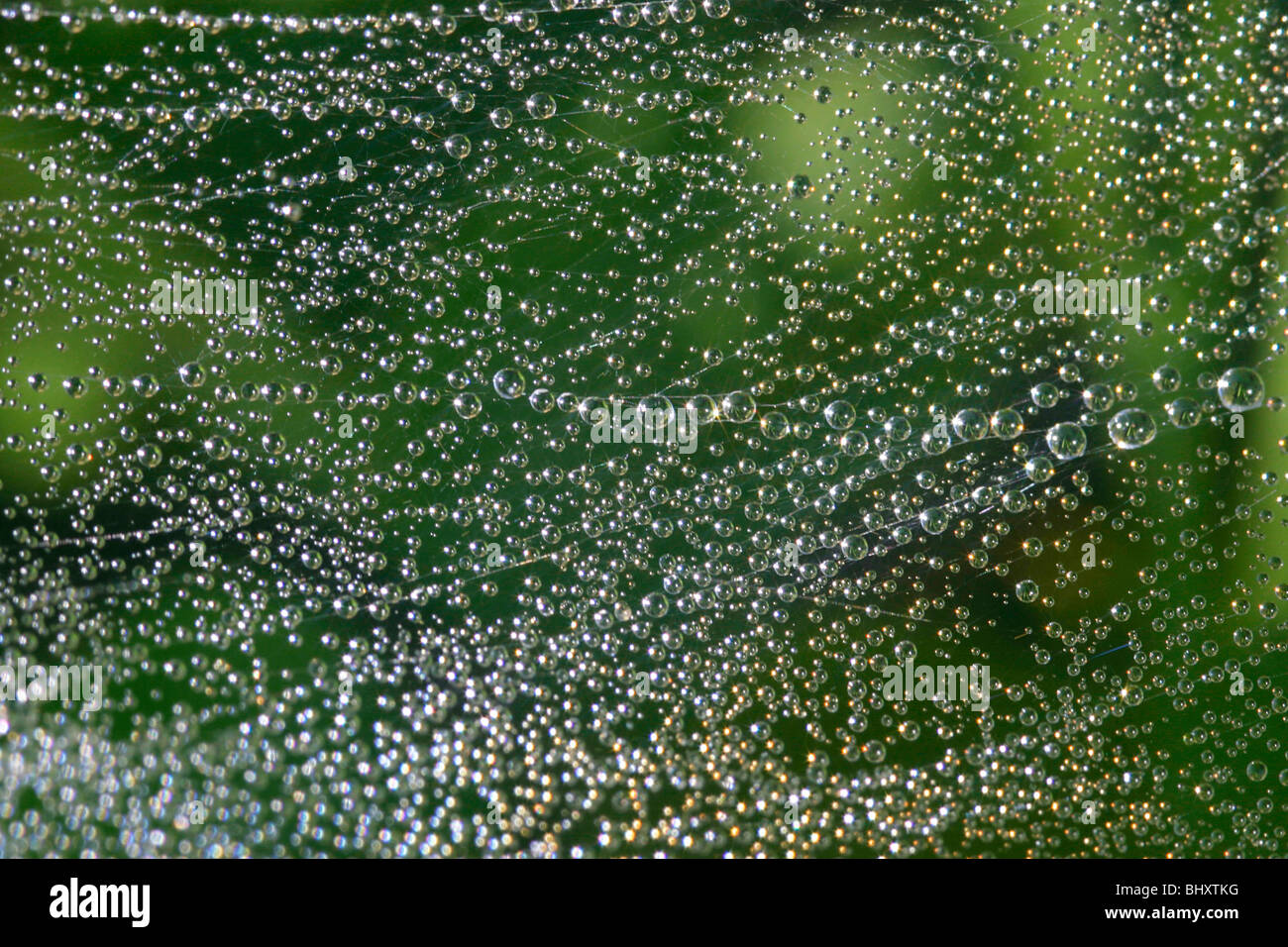 Tomorrow rope on a spider net Stock Photo - Alamy