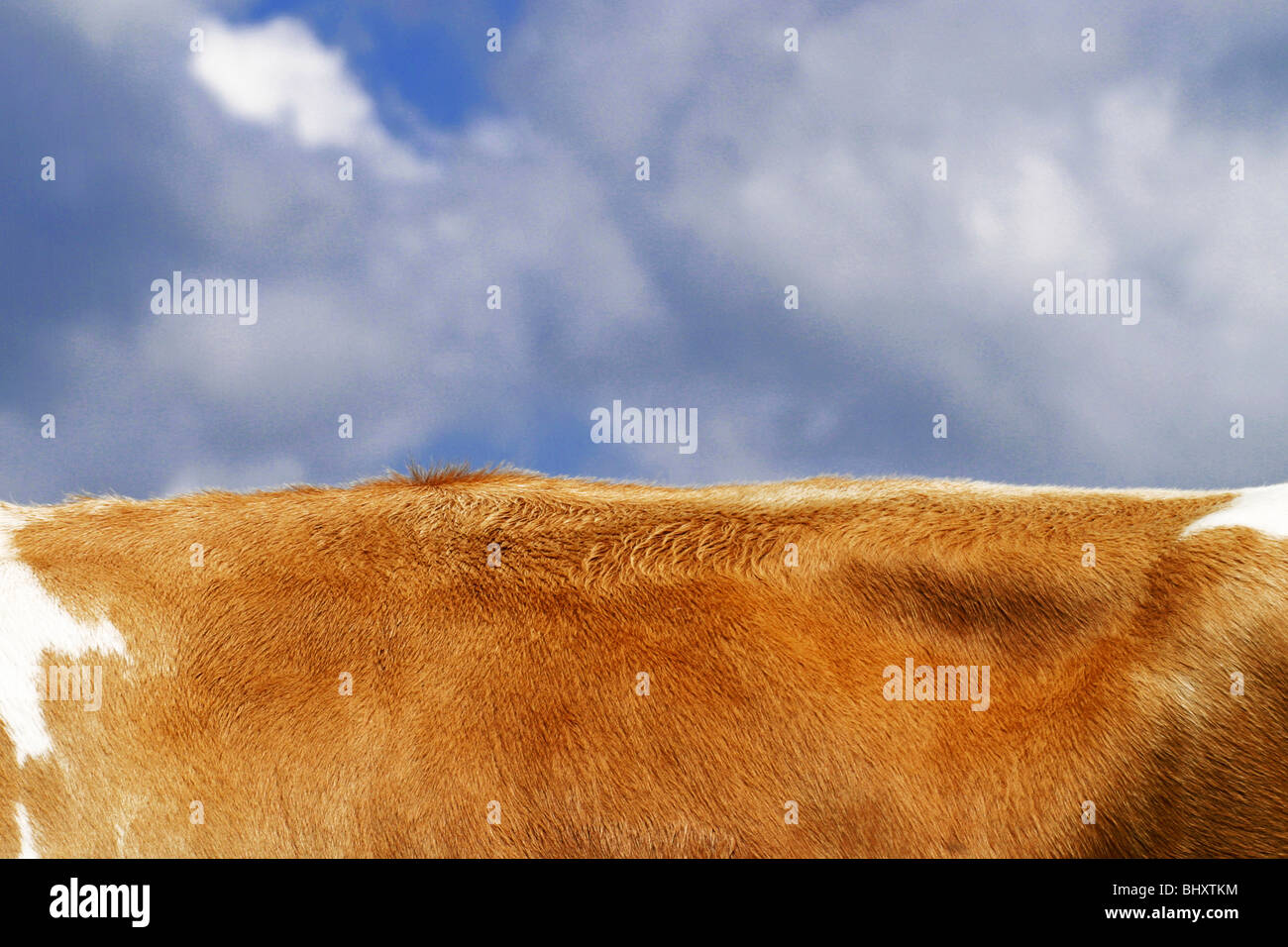 Move a cow Stock Photo - Alamy