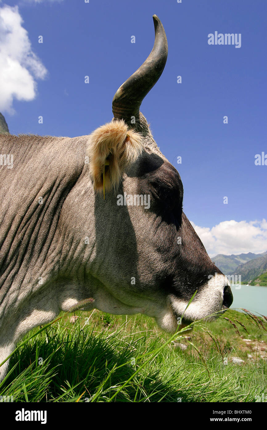 Bull a hi-res stock photography and images - Alamy