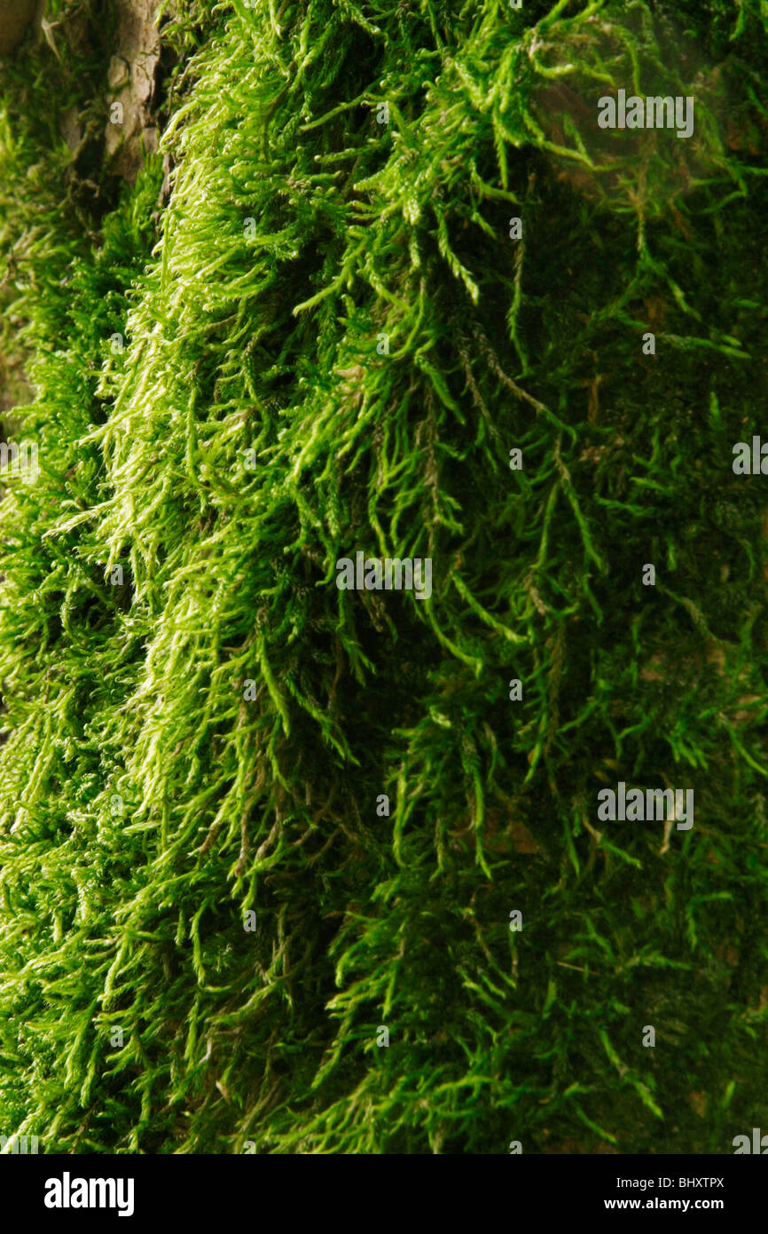 Moss on a bark hi-res stock photography and images - Alamy