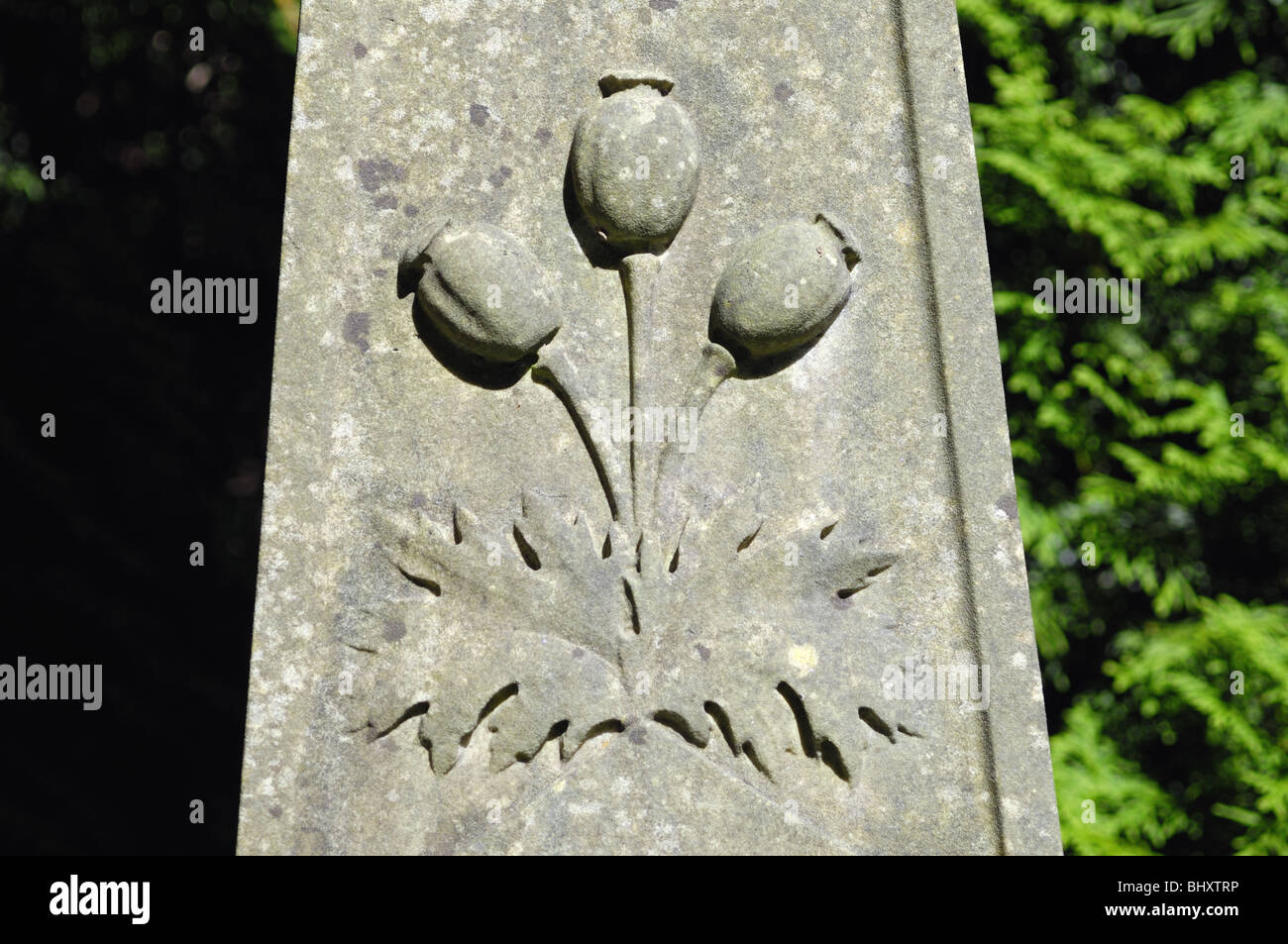 Historic Tombstone with picture of poppy pods at the Ohlsdorf cemetery ...